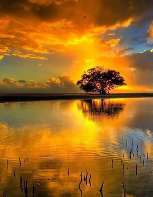 Choosing Joy: A Dog's Perspective — Old Lazy Dog