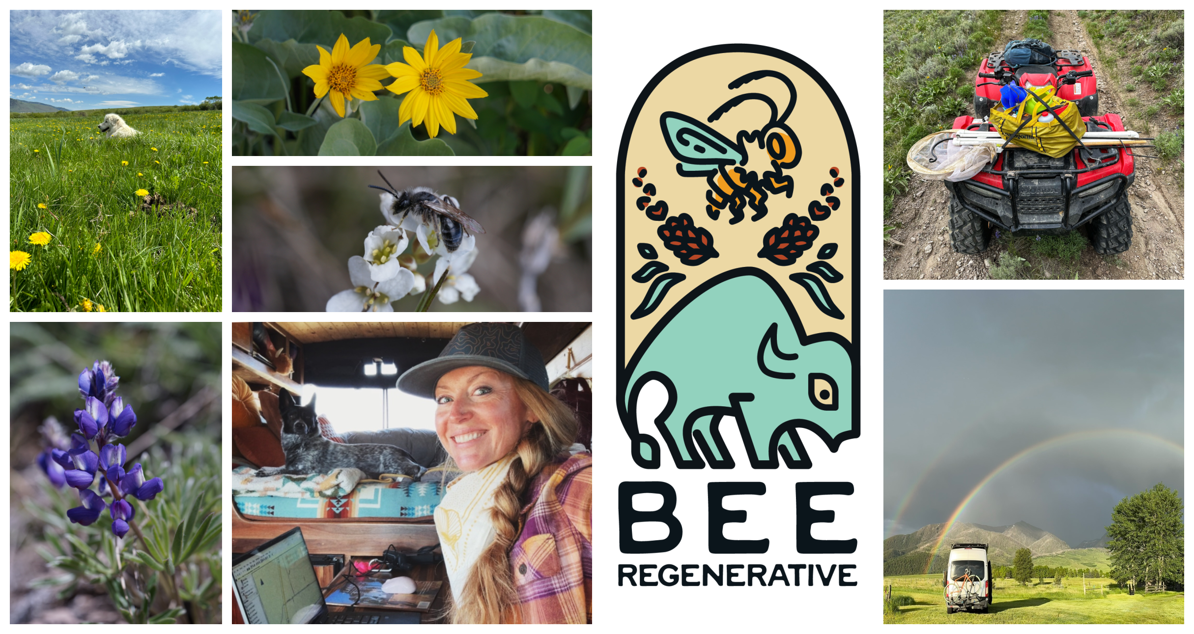 Bee Regenerative — Bee Regenerative