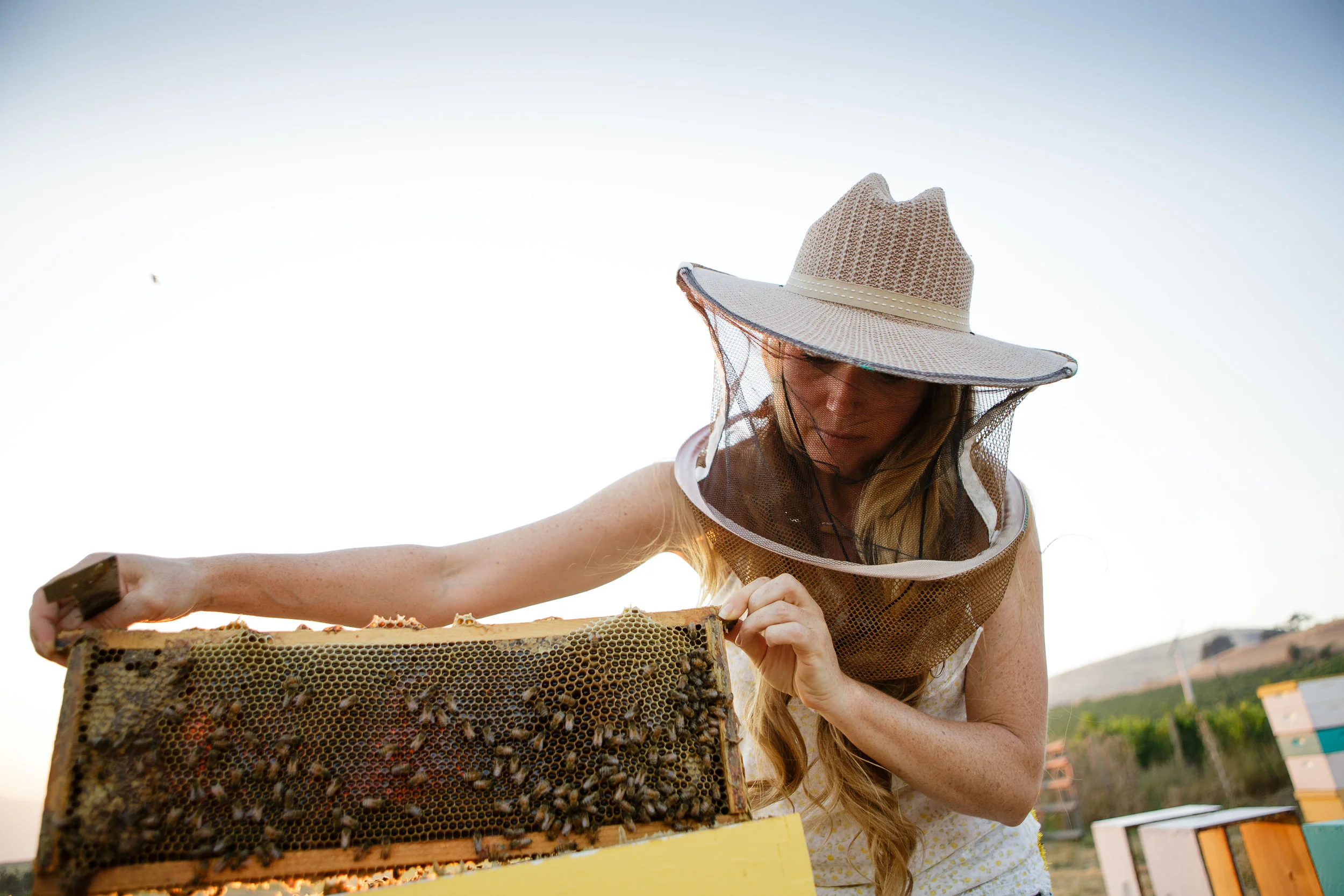 Bee Girl Honey — Bee Regenerative
