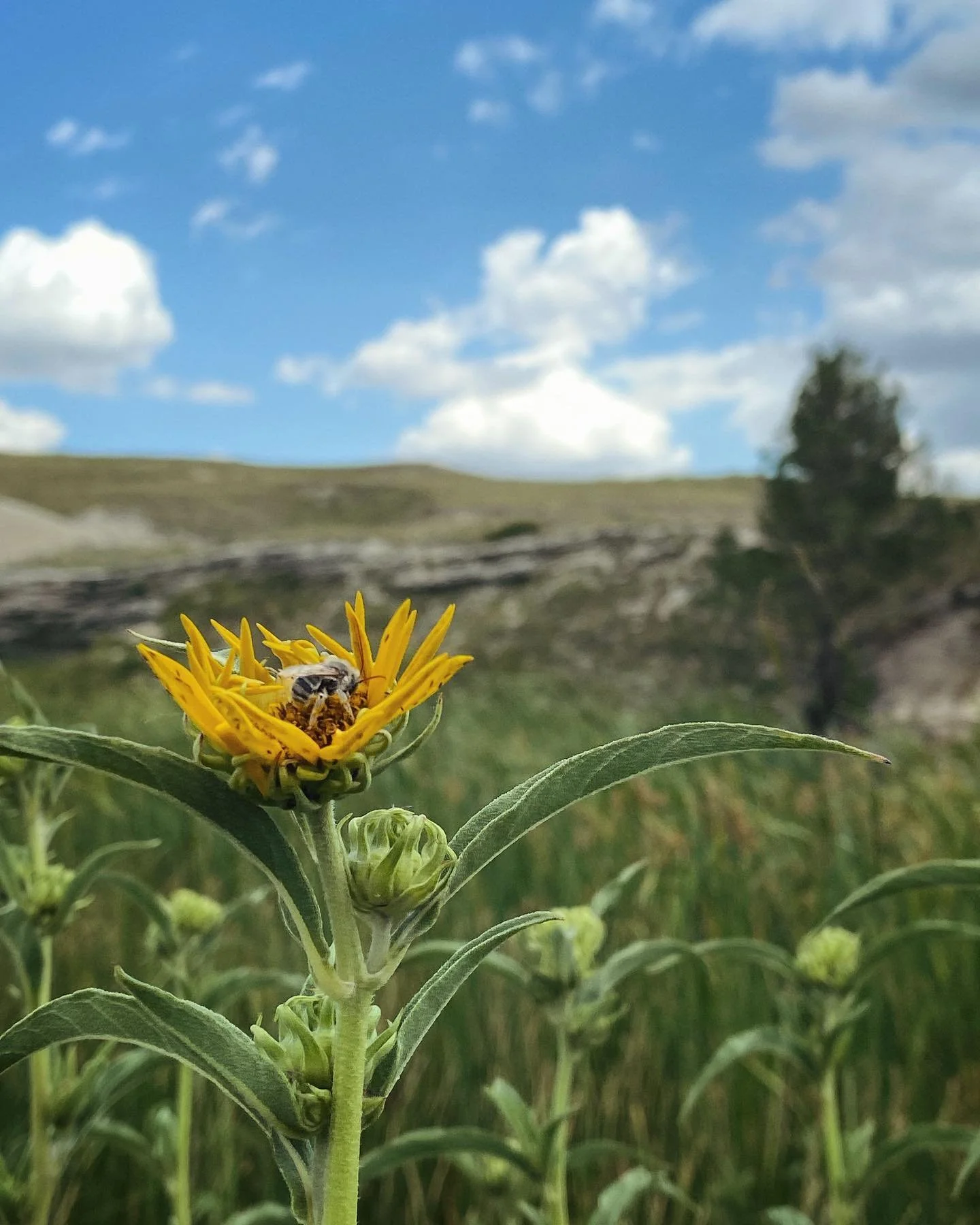 The Next 10 Bee-utiful Years — Bee Regenerative