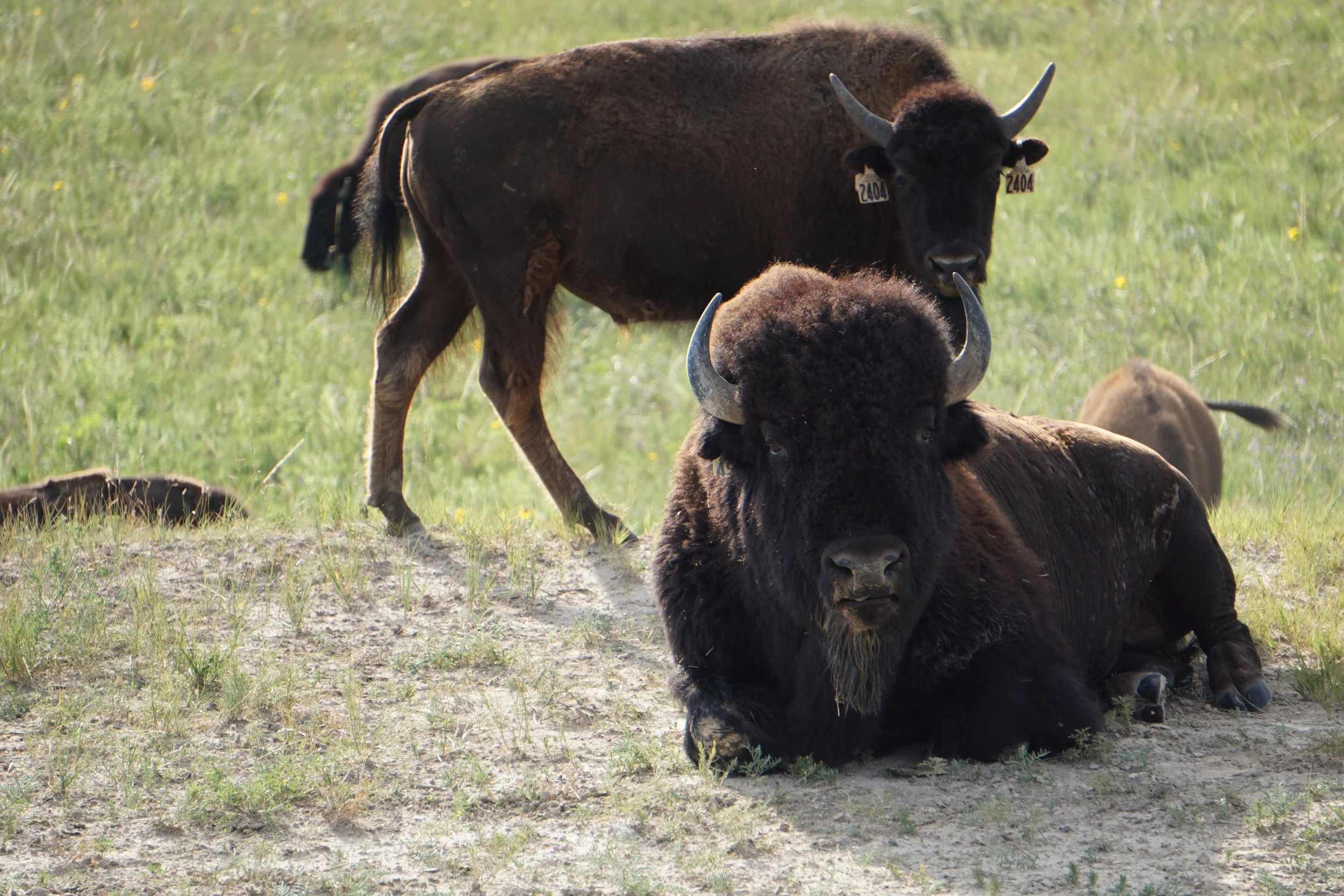 Bison and Bee Habitat Project — Bee Regenerative