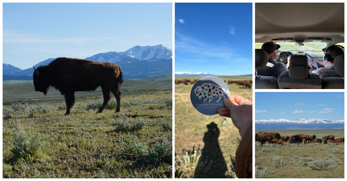 "Bison and Bee Habitat" project expands to MontanA — Bee Regenerative