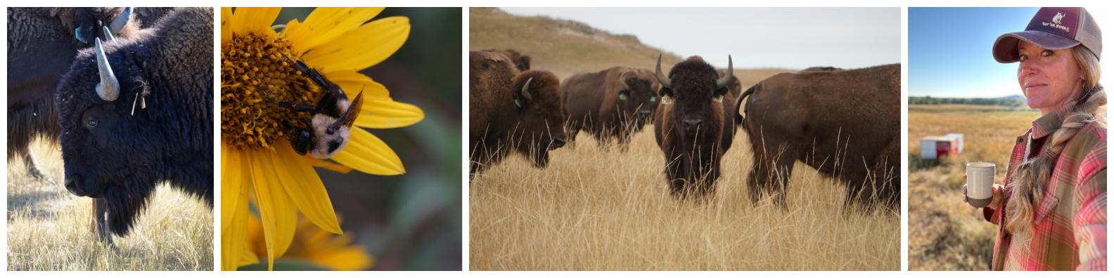 Bee & Bison Habitat Project, 2024 — Bee Regenerative