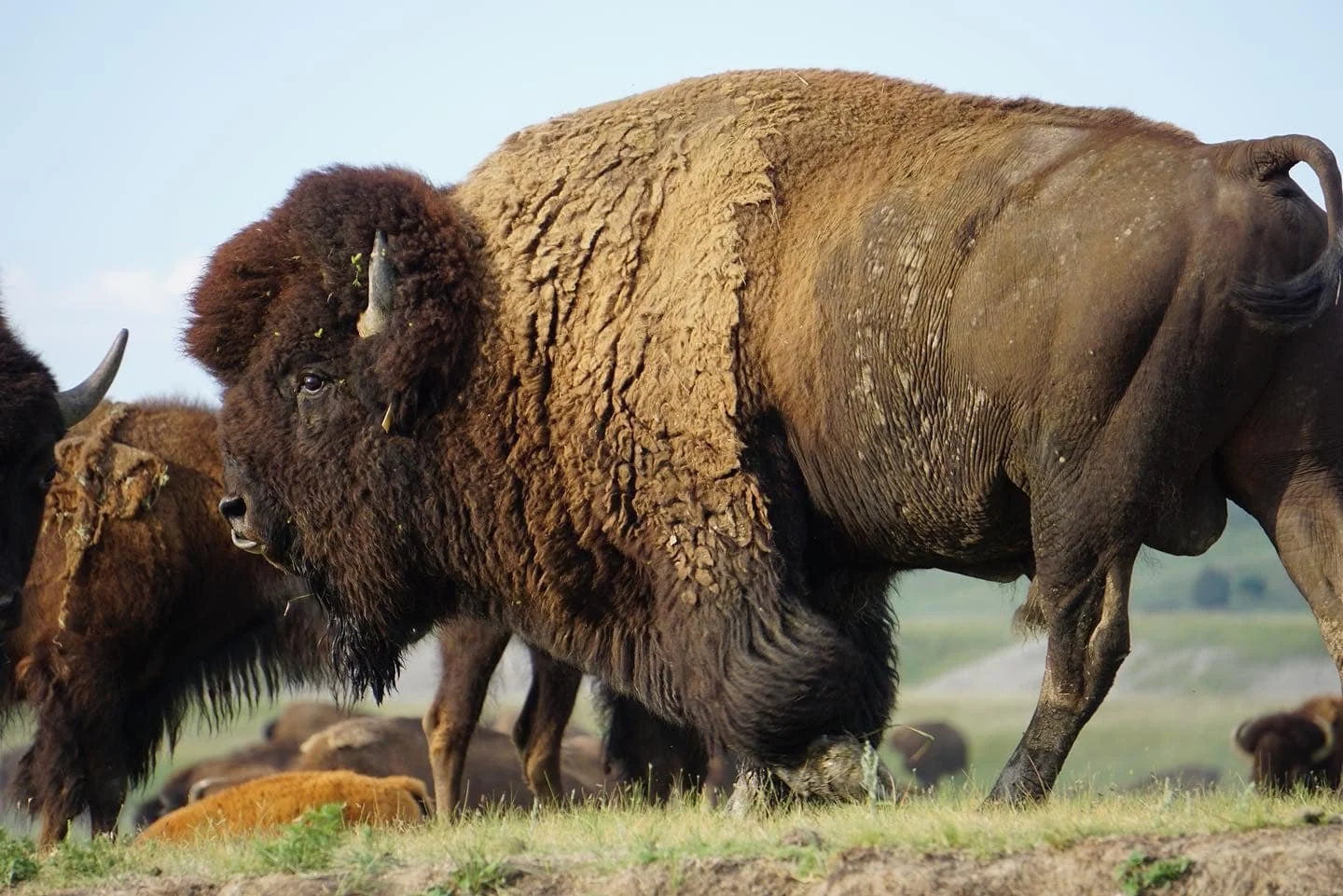 Bison and Bee Habitat Project — Bee Regenerative