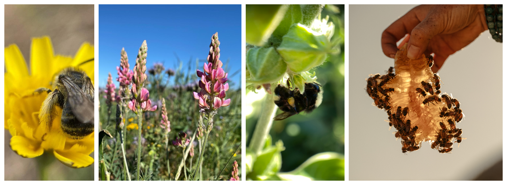 10 Ways to Help Our Bees — Bee Regenerative