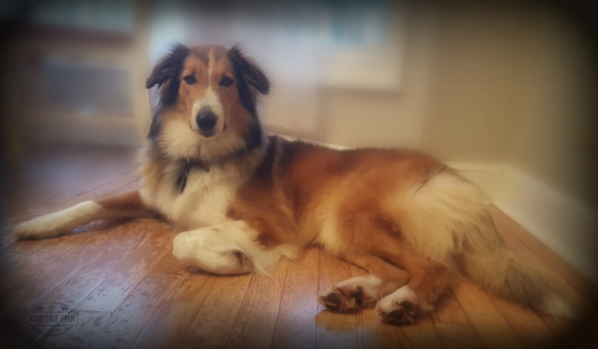 Old Fashioned Farm Collies