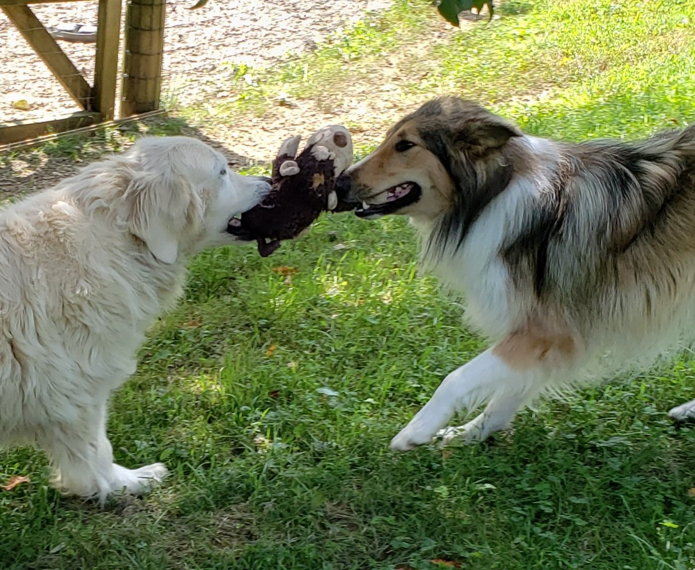 Rough Collie Border Collie Mix