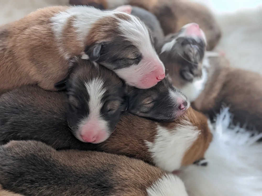 Rough Collie Puppies
