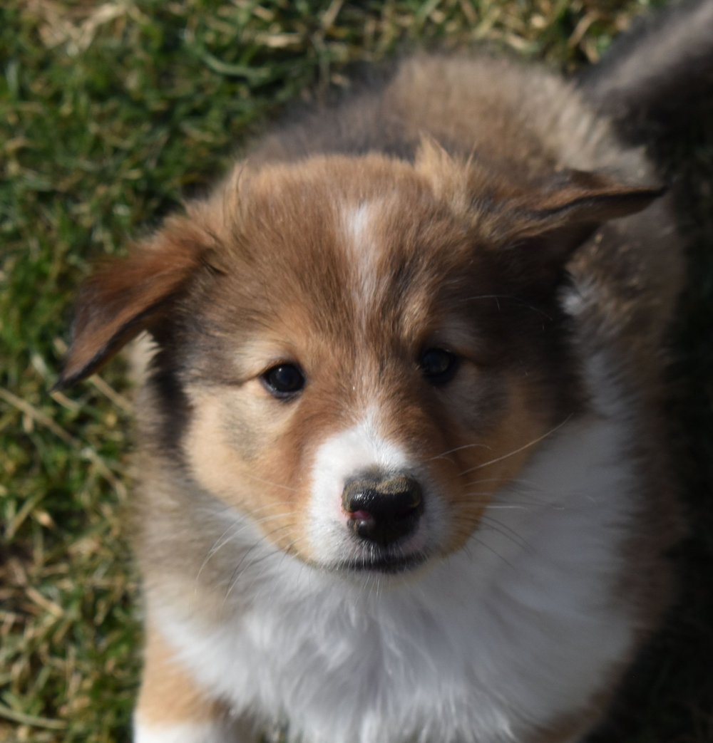 How Much Are Rough Collie Puppies