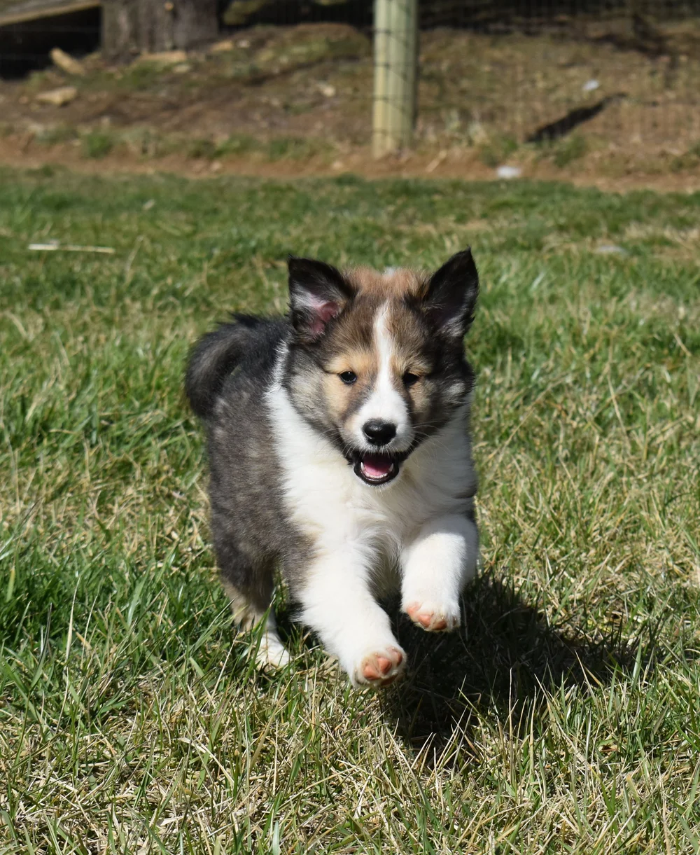 Scottish Sheepdog Puppies