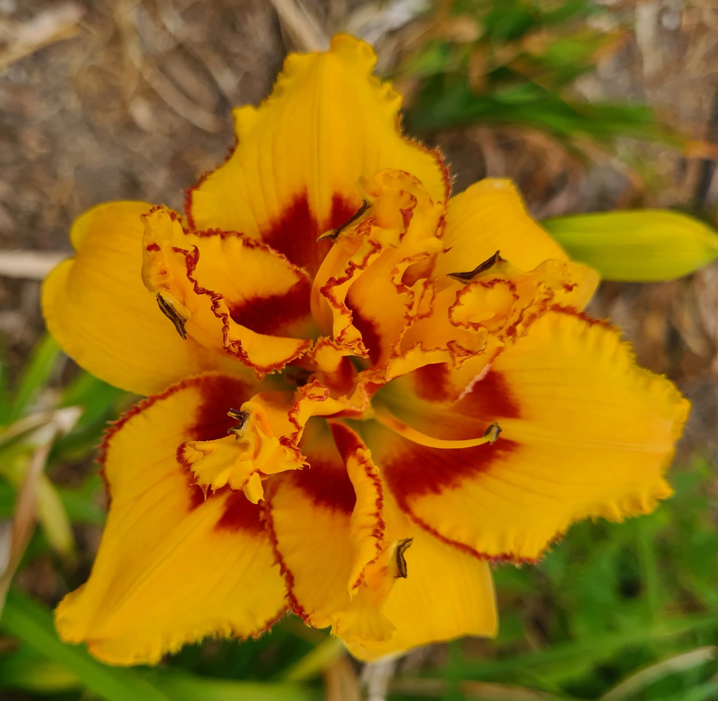 DAYLILIES (Hemerocallis) — Lakehouse Nursery