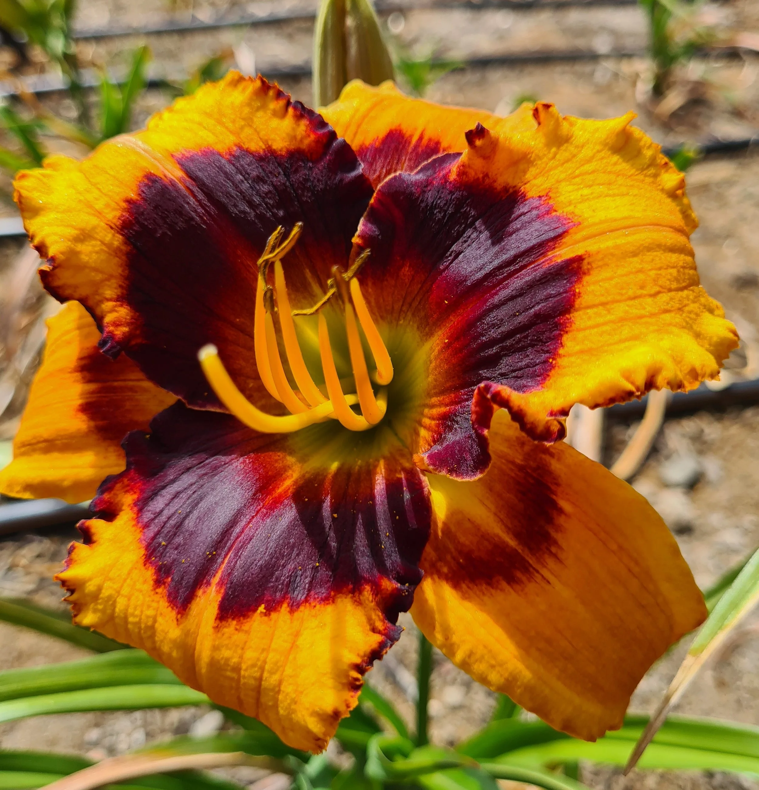 MISTER SANDGROPER - By M Geyer 2007. Australian bred — Lakehouse Nursery