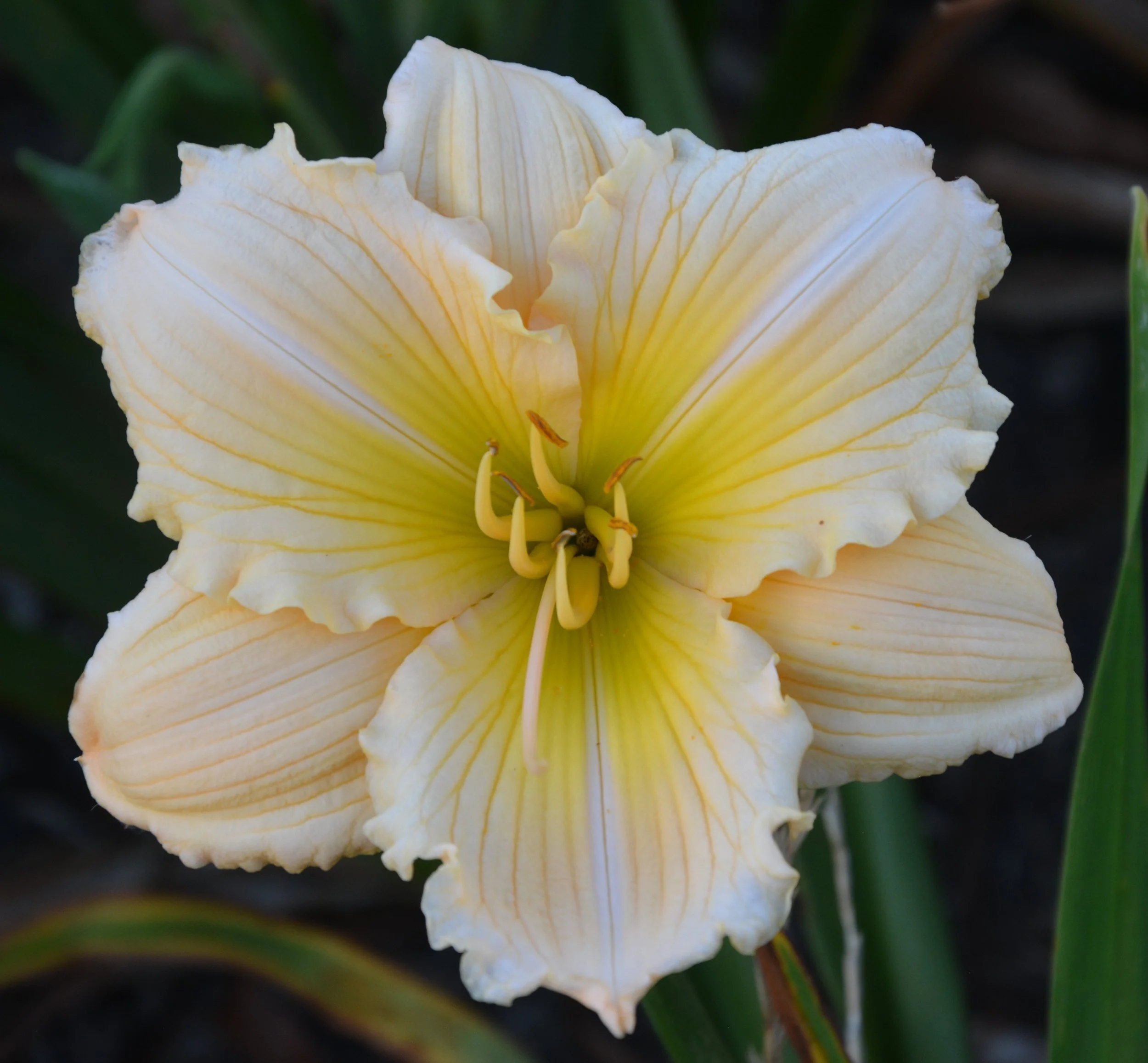 JANET GAYLE- By Guidry 1976 . AHS Awards- Honorable Mention 1979, Award ...