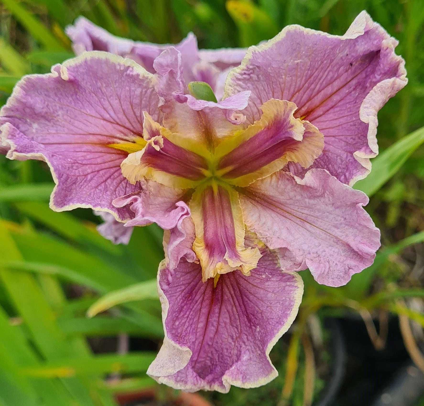 LOUISIANA IRIS (Iris ser. Hexagonae) — Lakehouse Nursery