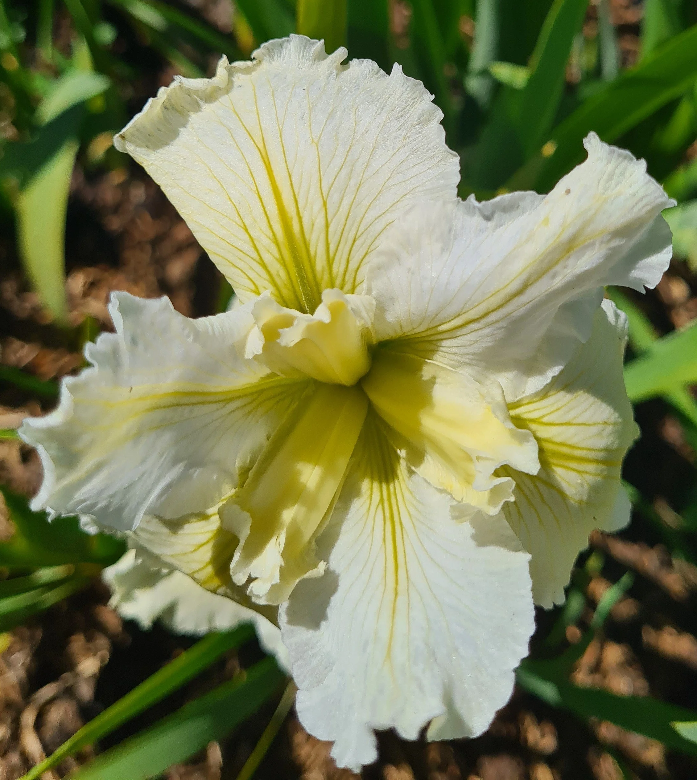 LOUISIANA IRIS (Iris ser. Hexagonae) — Lakehouse Nursery