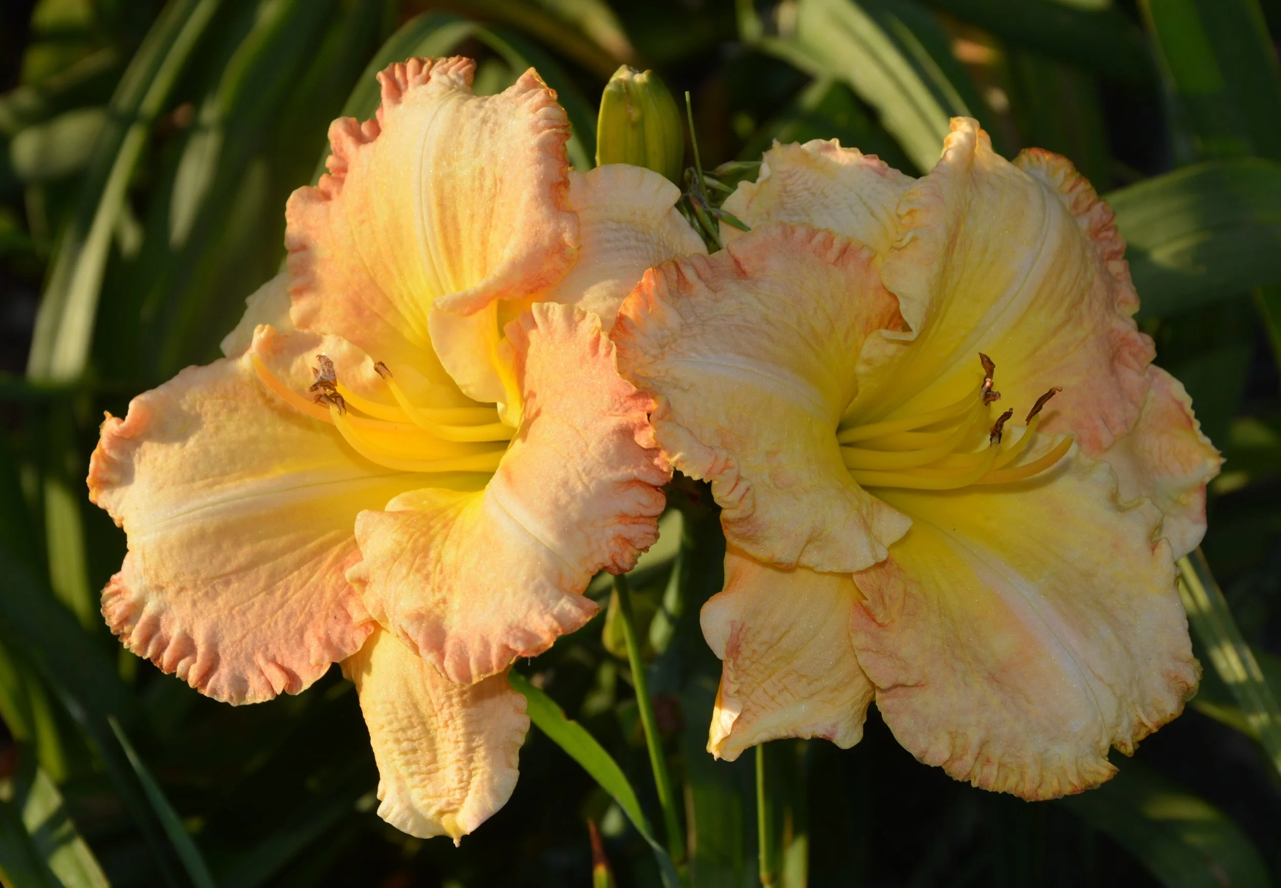 ANGEL'S SIGH By J.K. Duncan 1998 — Lakehouse Nursery