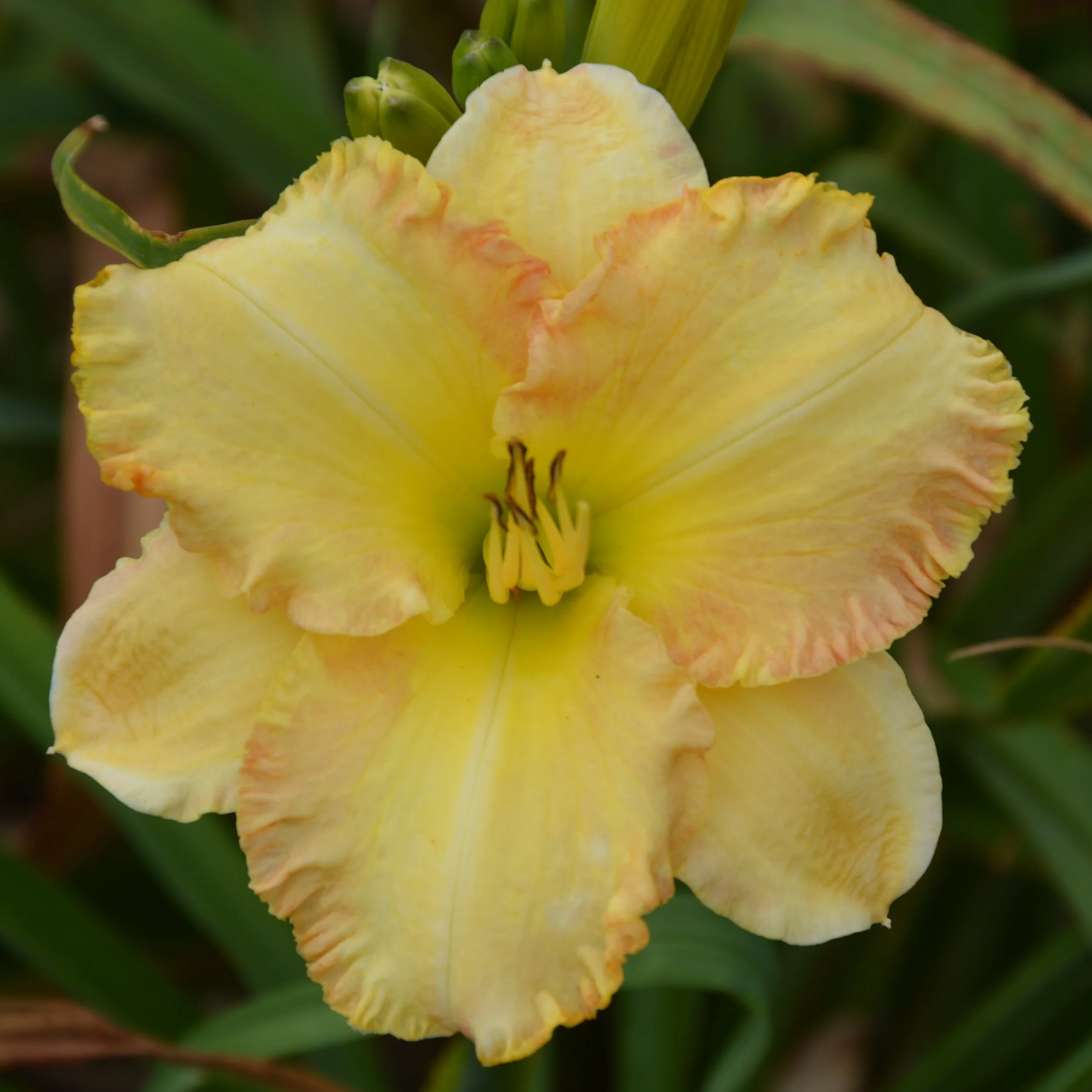 ANGEL'S SIGH By J.K. Duncan 1998 — Lakehouse Nursery