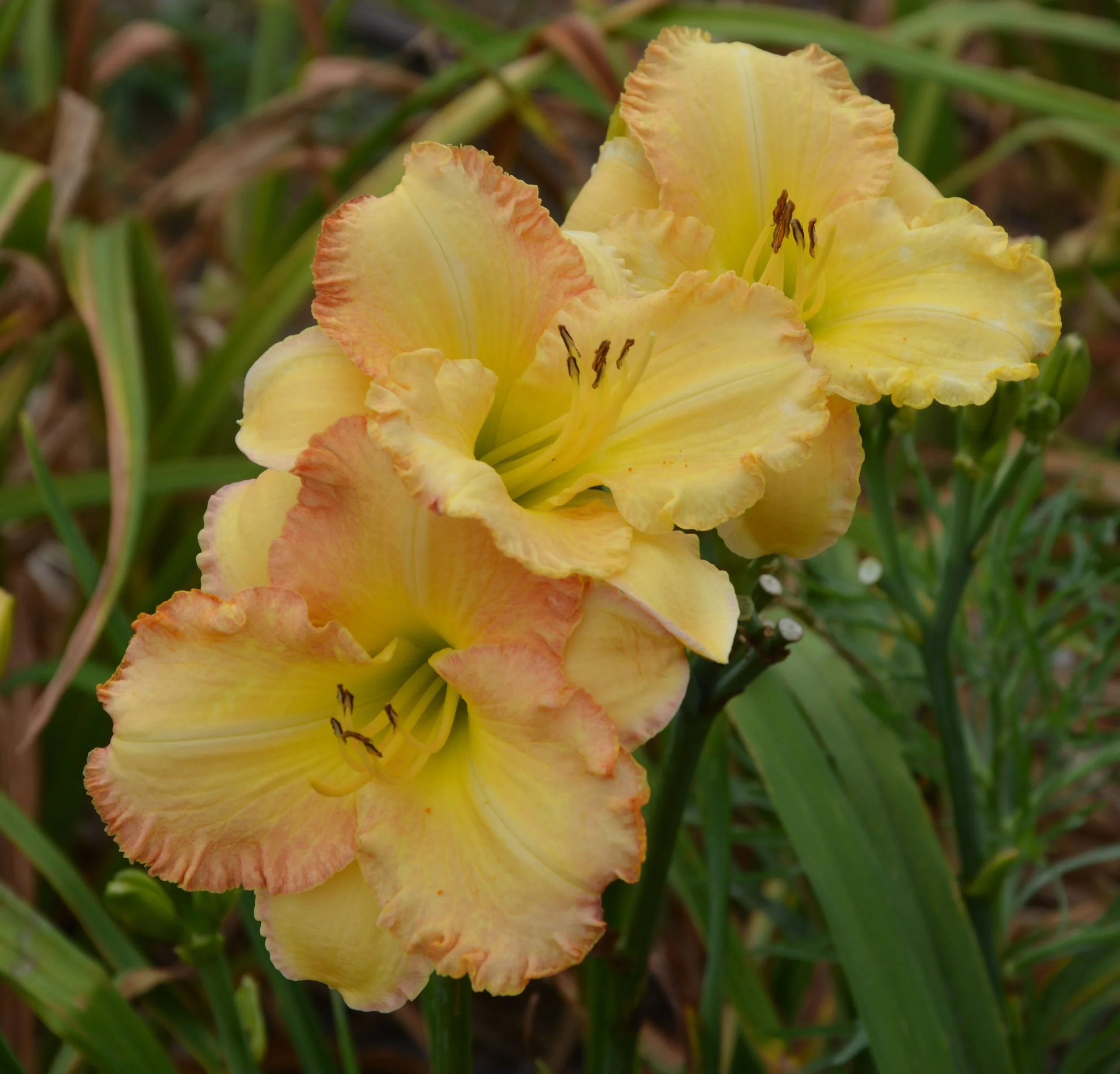 ANGEL'S SIGH By J.K. Duncan 1998 — Lakehouse Nursery