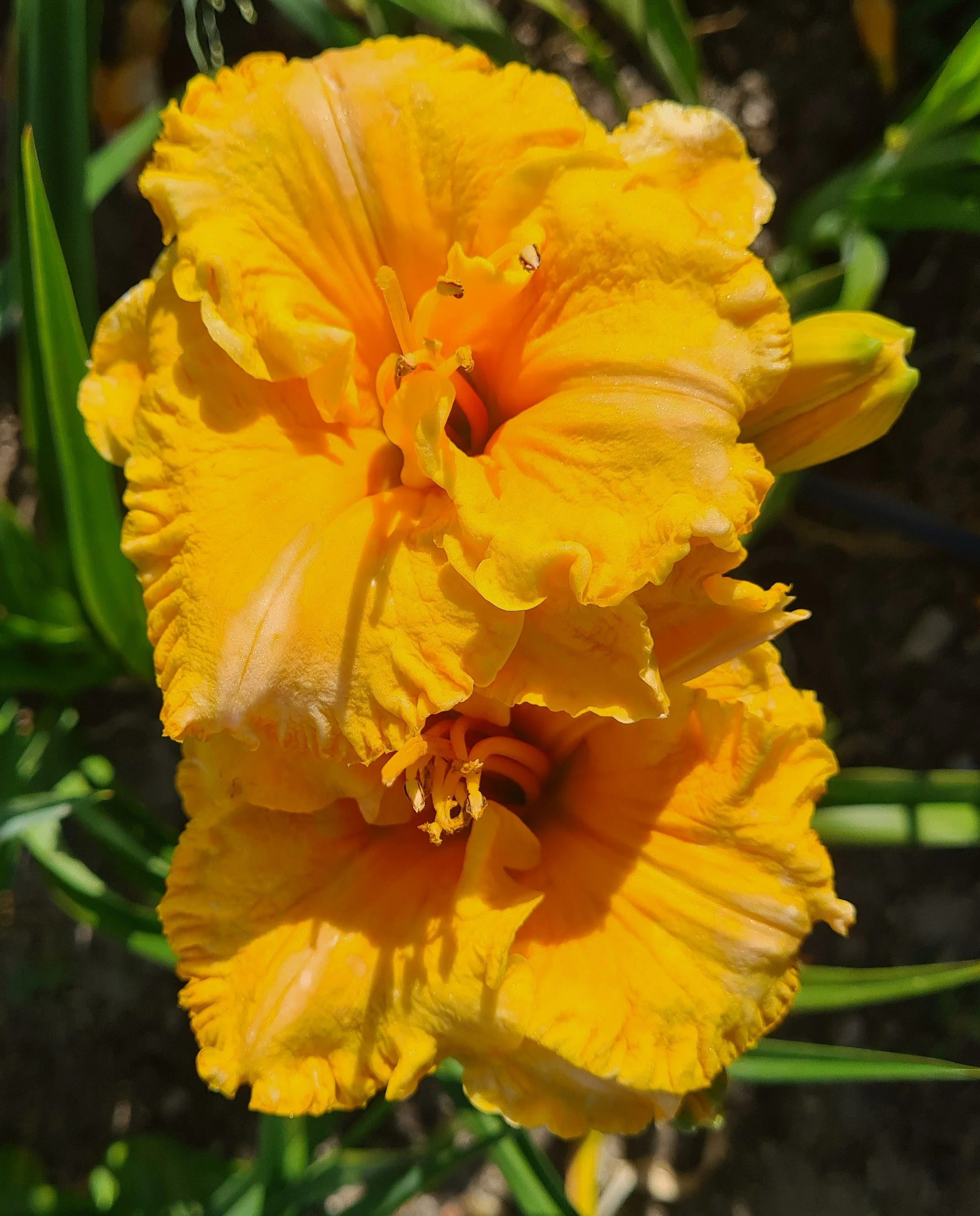 BILINGA - By Nunan 2003. Australian Bred — Lakehouse Nursery