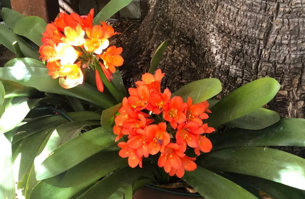 Present Moment, Only Moment — Elana Rosenbaum