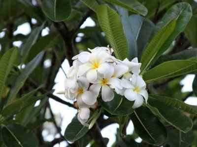 Hawaiian Word of the Week: Pua — She Lives Aloha