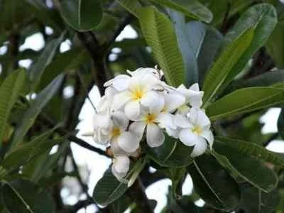 Hawaiian Word of the Week: Pua — She Lives Aloha