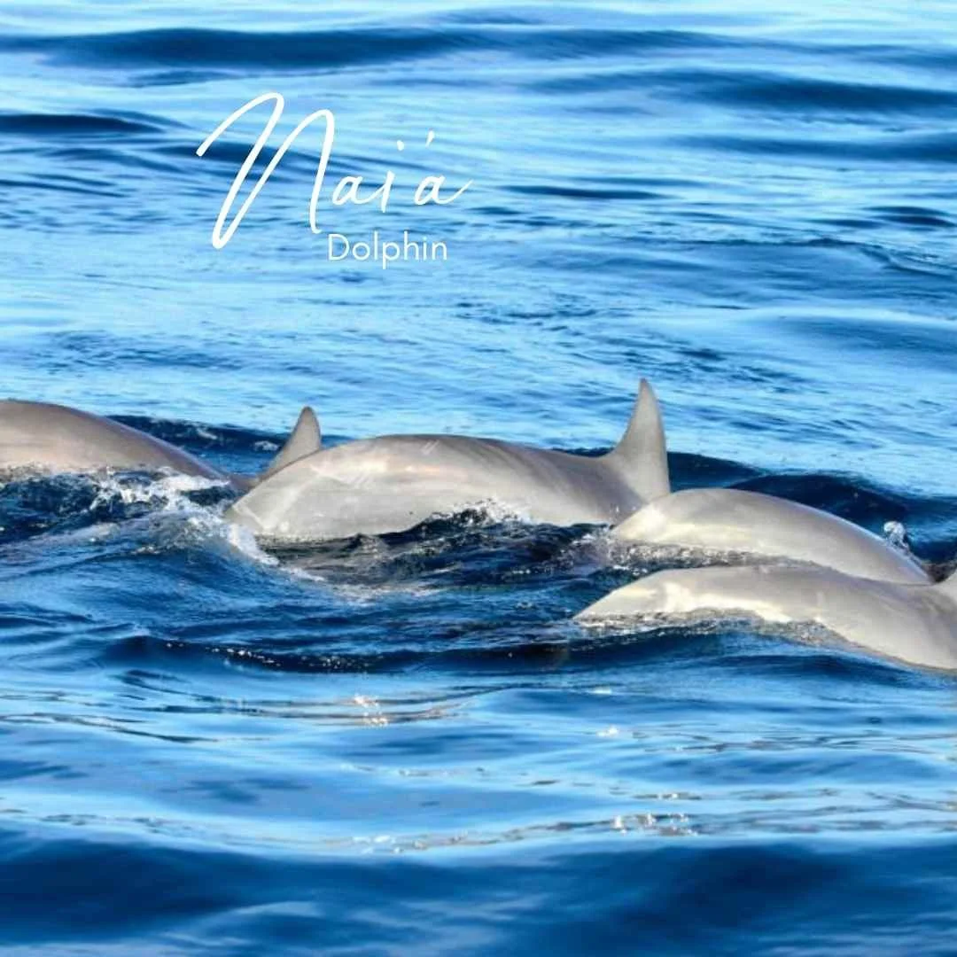 Hawaiian Word of the Week: Nai'a — She Lives Aloha