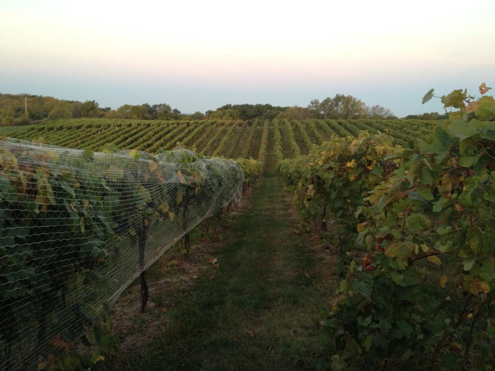 Events Calendar — TerraVox Wine