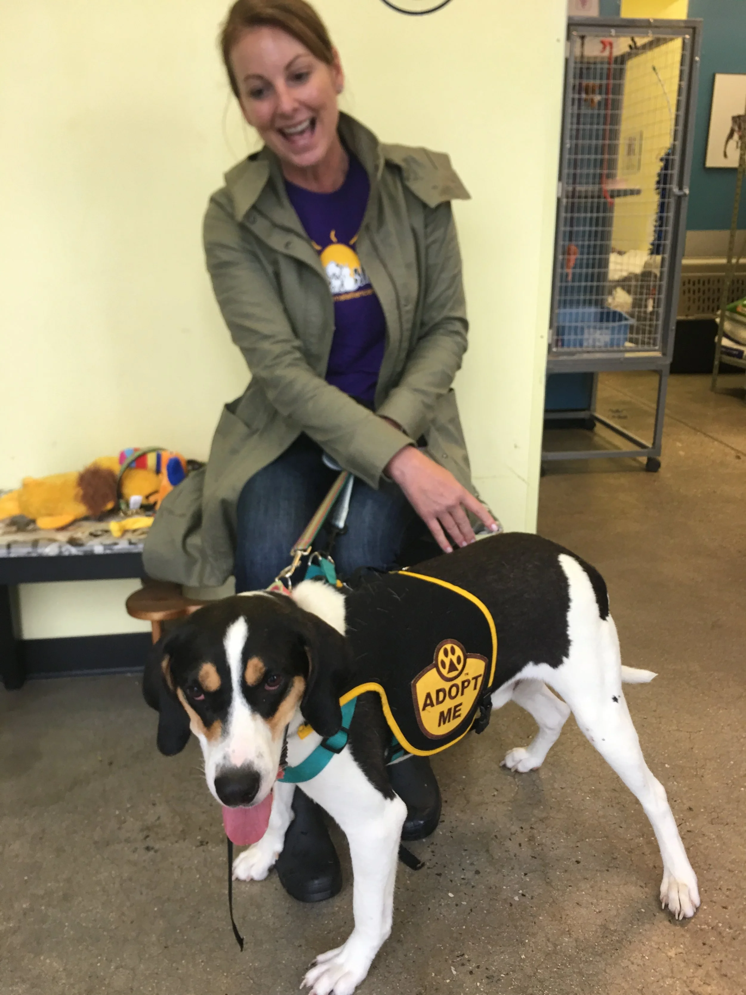 Volunteer — Animal Alliance