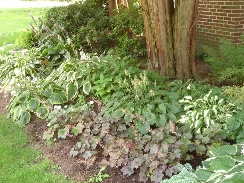 Foundation Plantings — Dewey Gardens