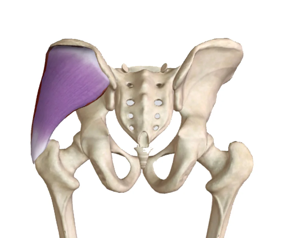 The Gluteus Medius — Lake Washington Physical Therapy