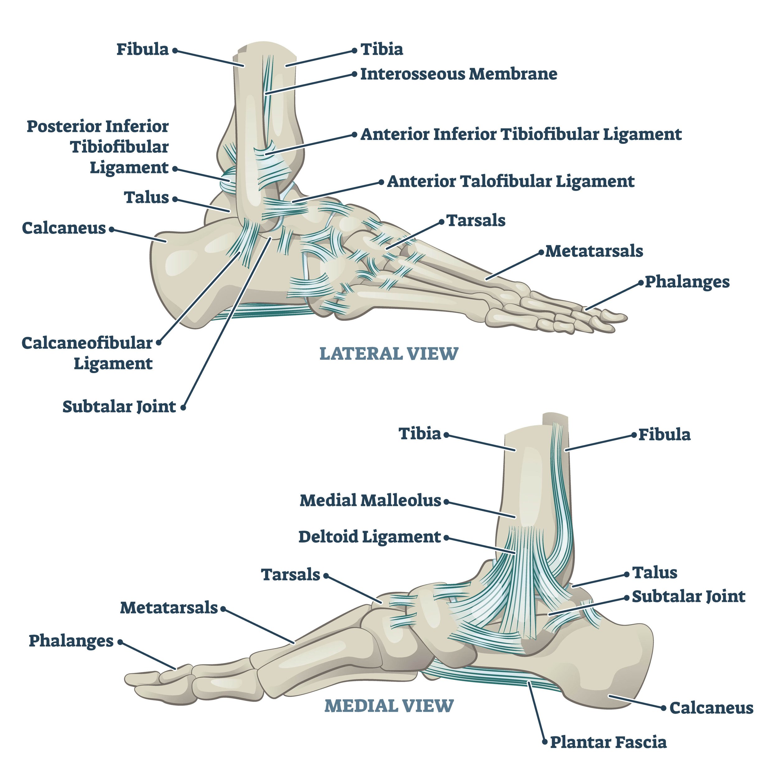 Ankle — Lake Washington Physical Therapy