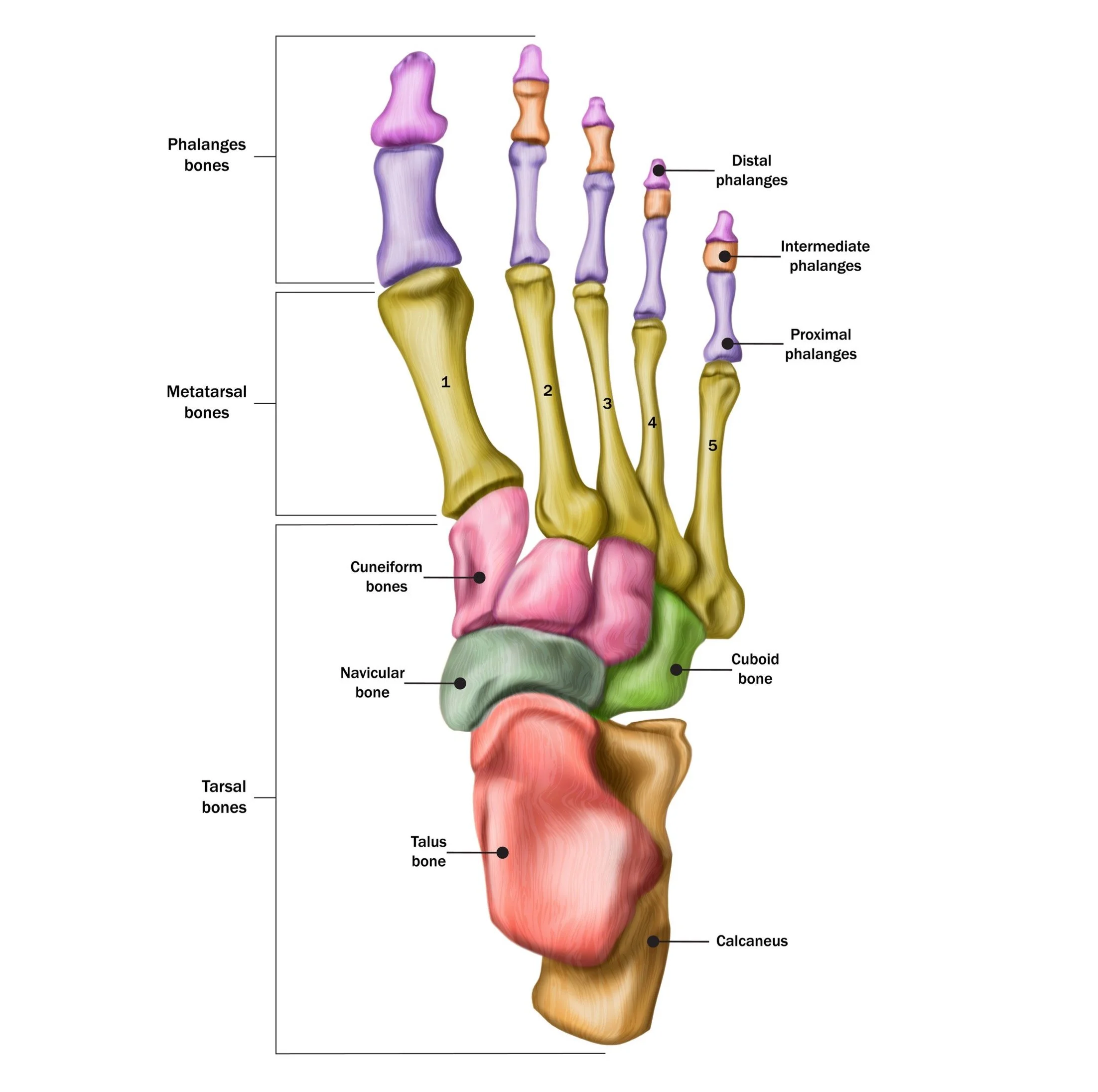 Foot Injuries And Physical Therapy Lake Washington Physical Therapy