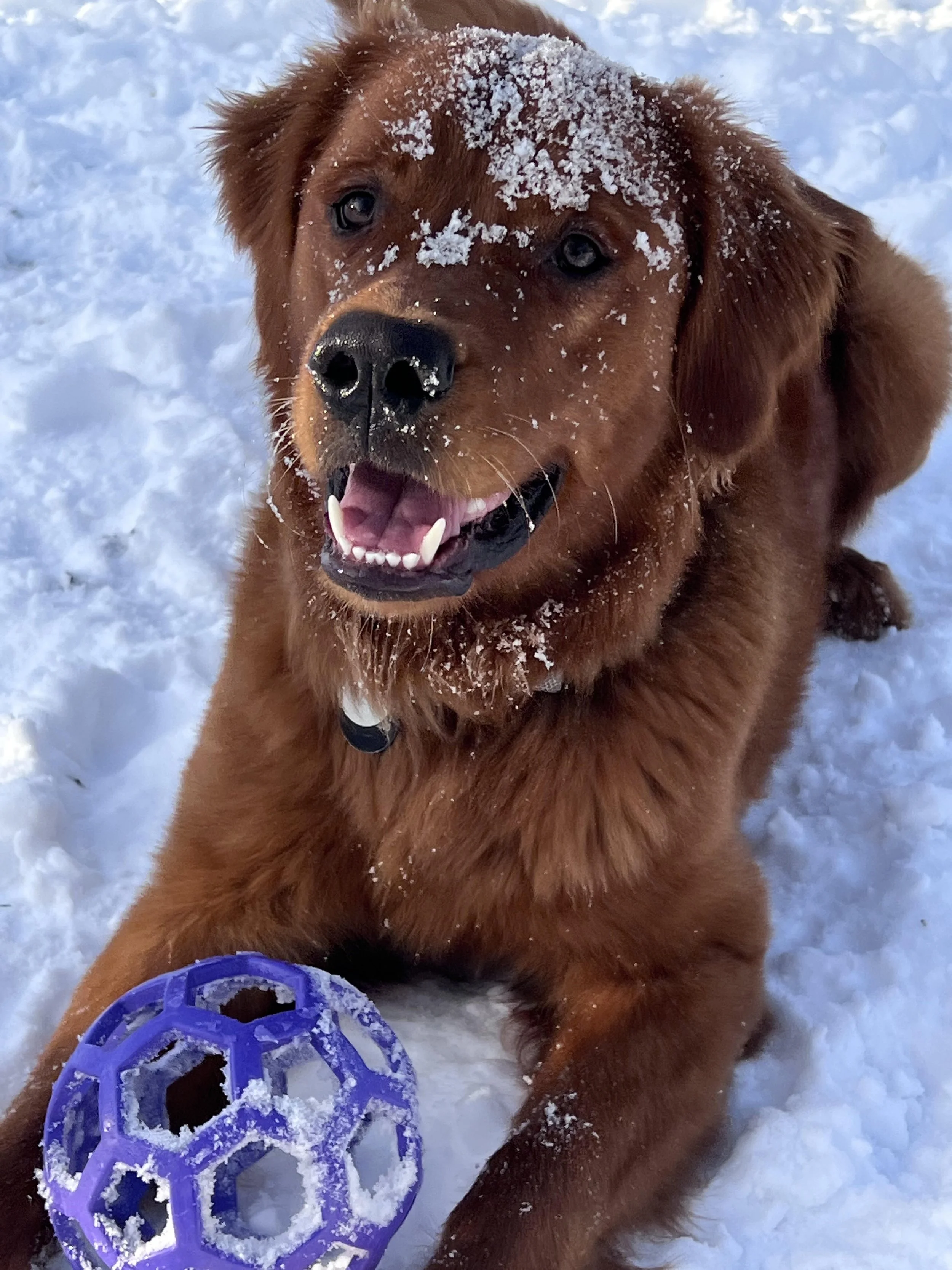 Therapy Dogs of LWPT — Lake Washington Physical Therapy