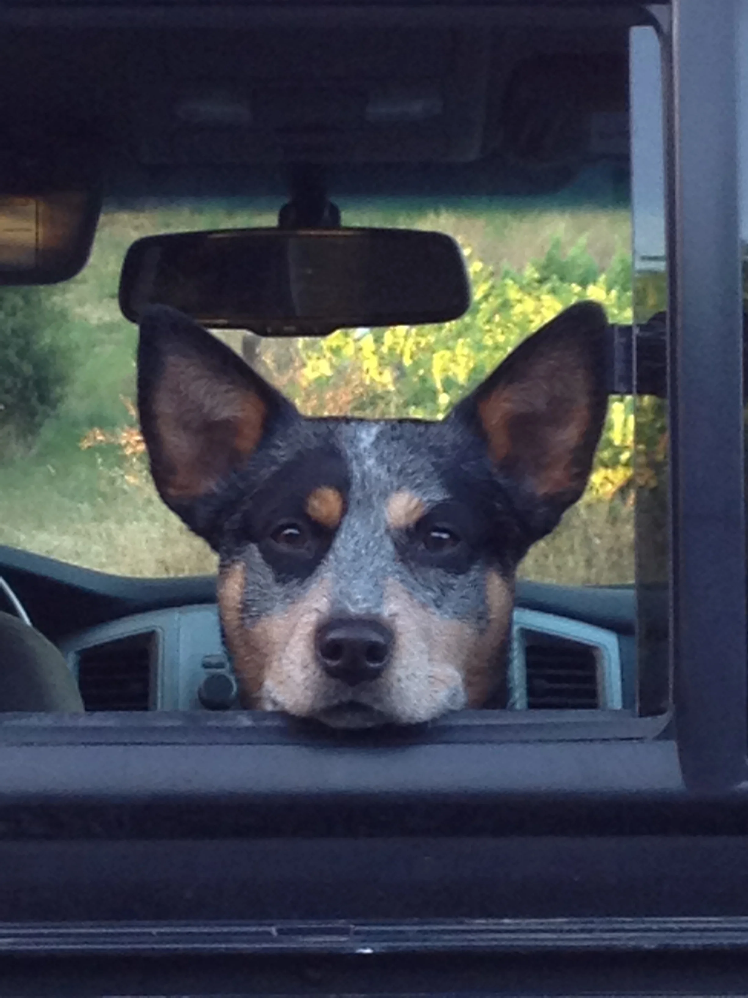 Neutering/Sterilization Options — Spay/Neuter Advice