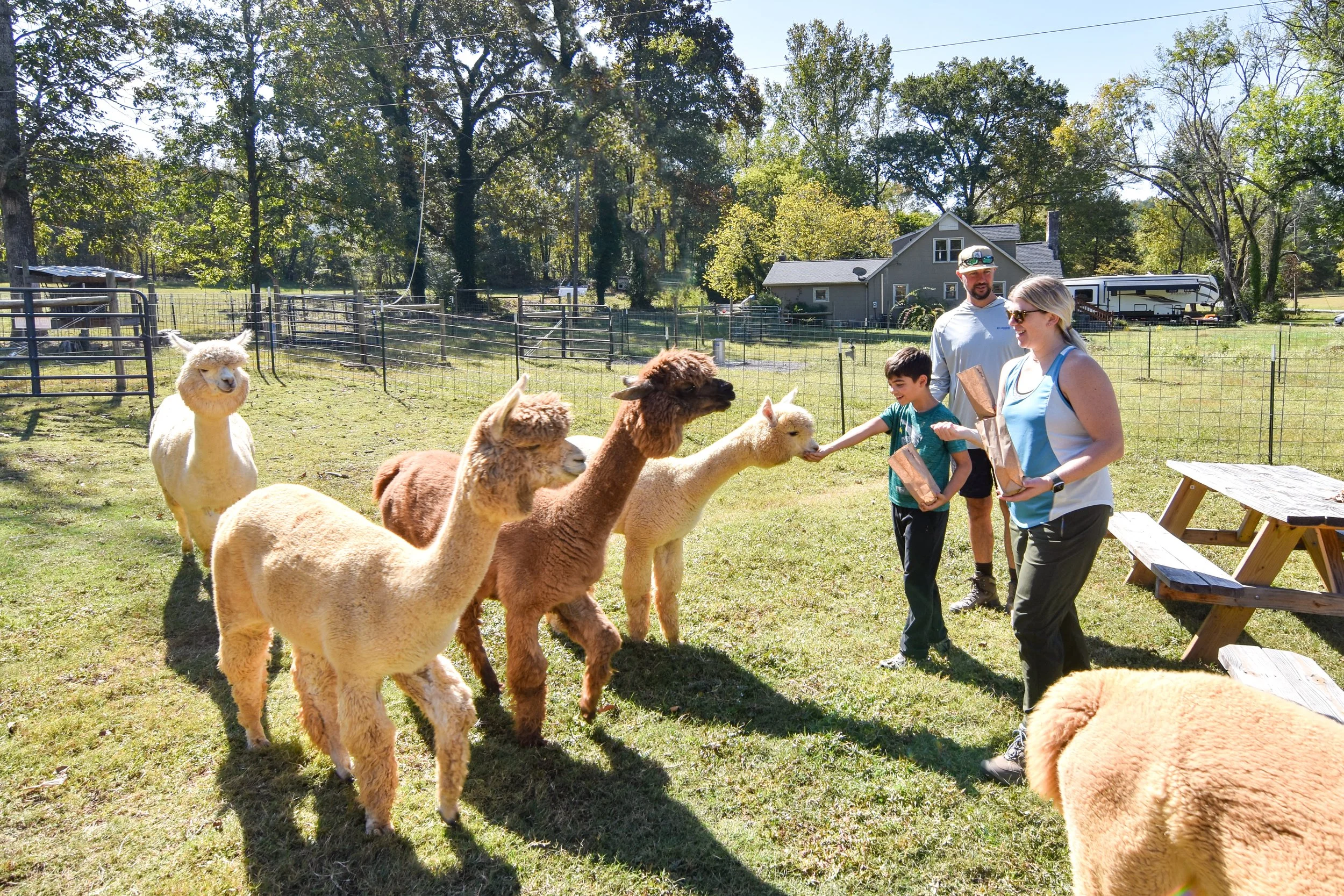 Alpacas, Mountains, and Coffee Tour | Rosie Mae's Alpaca Farm | Guided ...