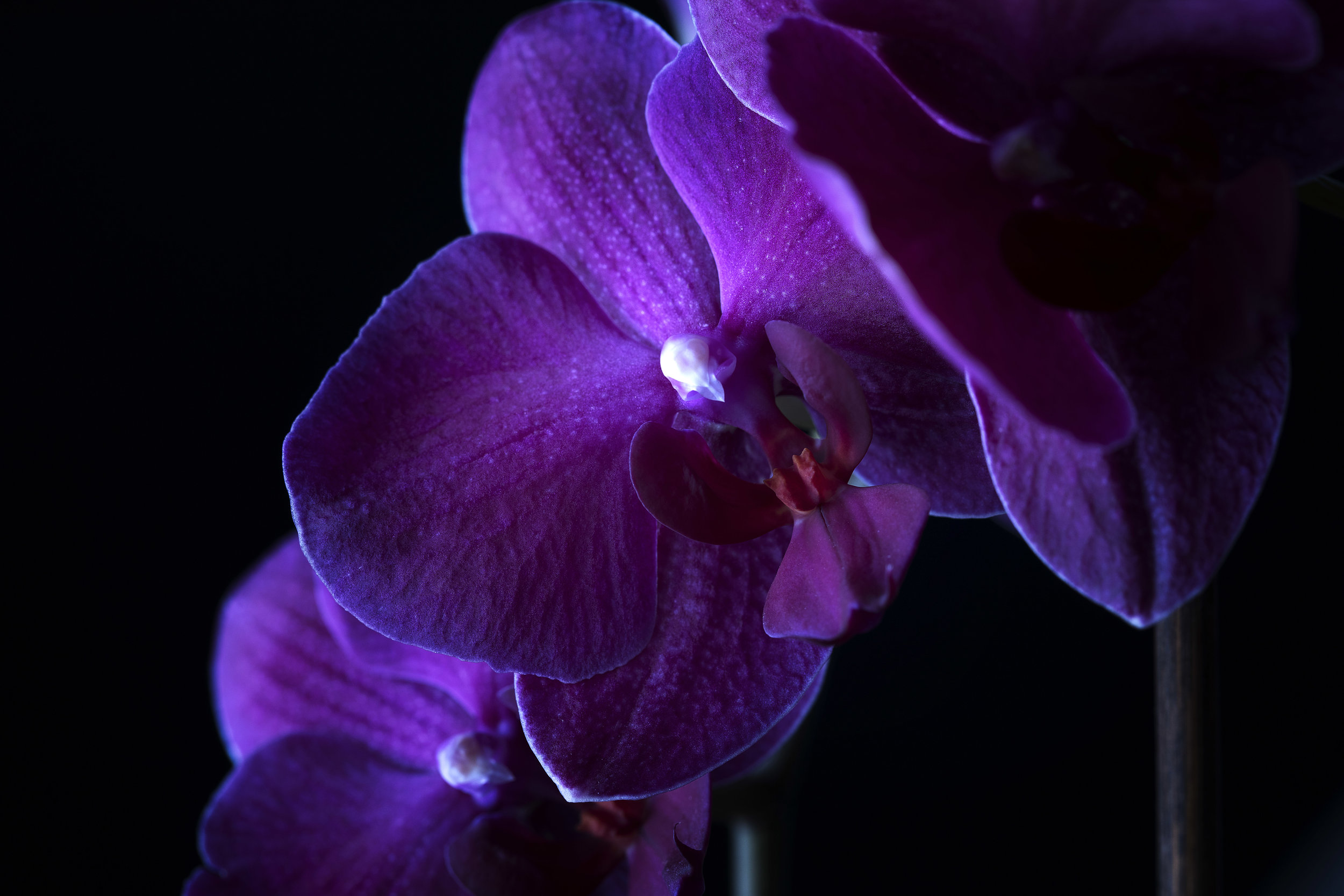 Fleur de Santé