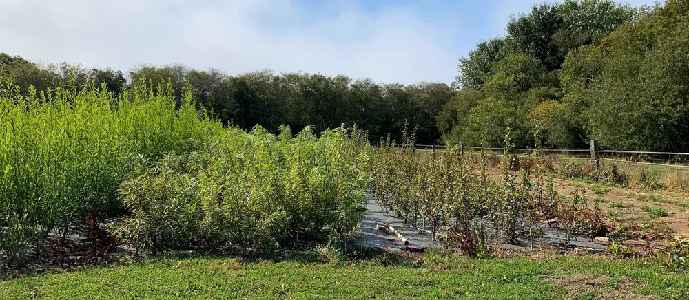 read — The Willow Farm