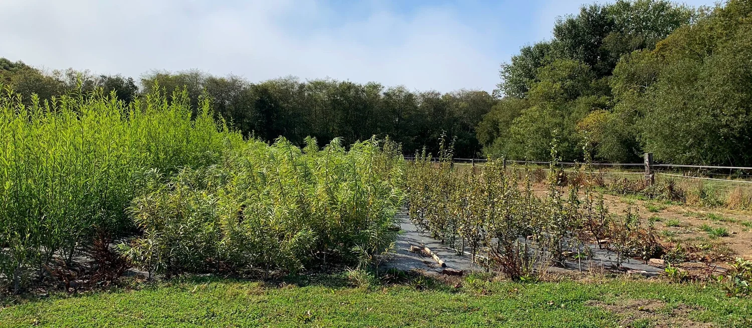 read — The Willow Farm