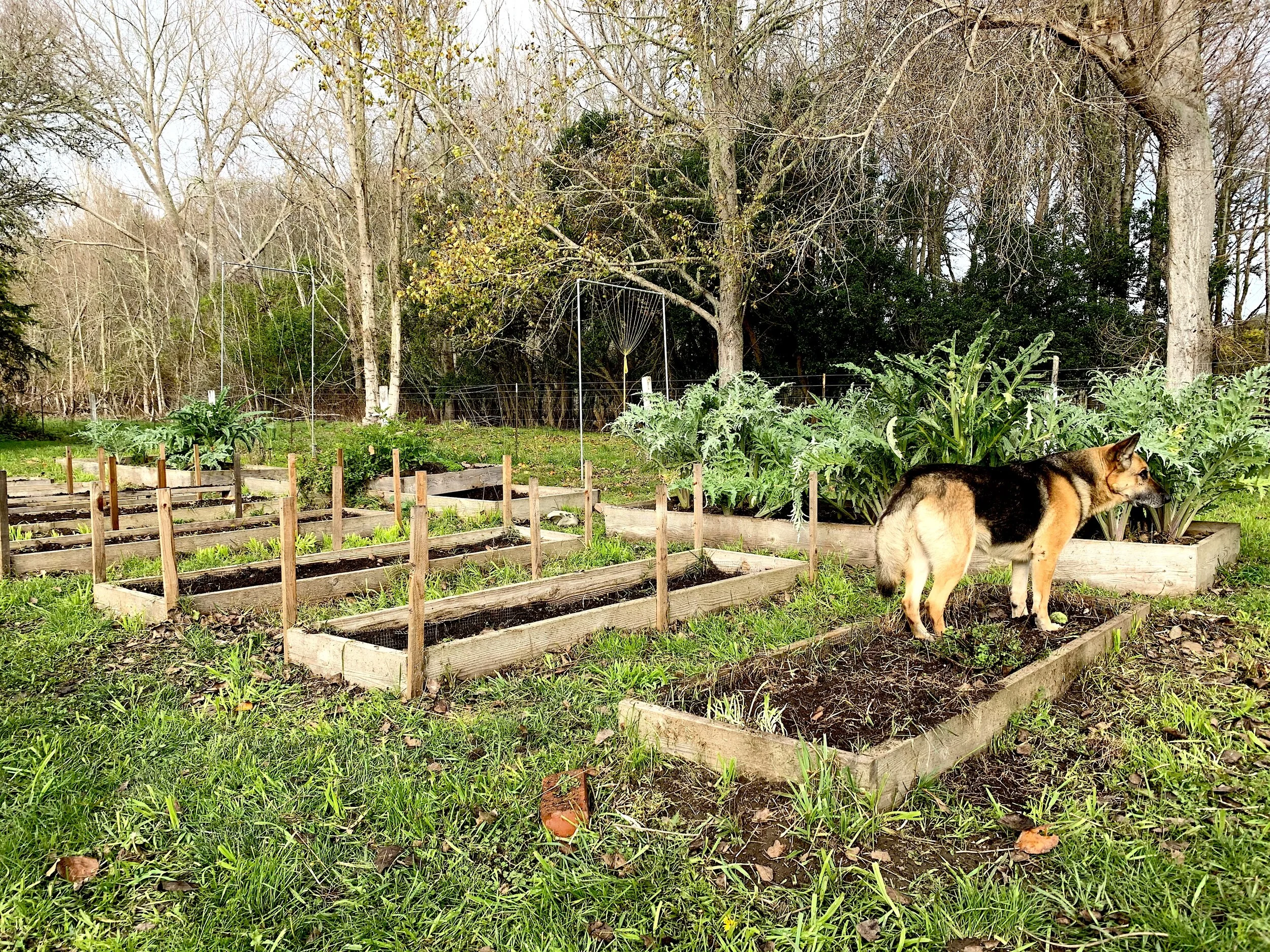 read — The Willow Farm