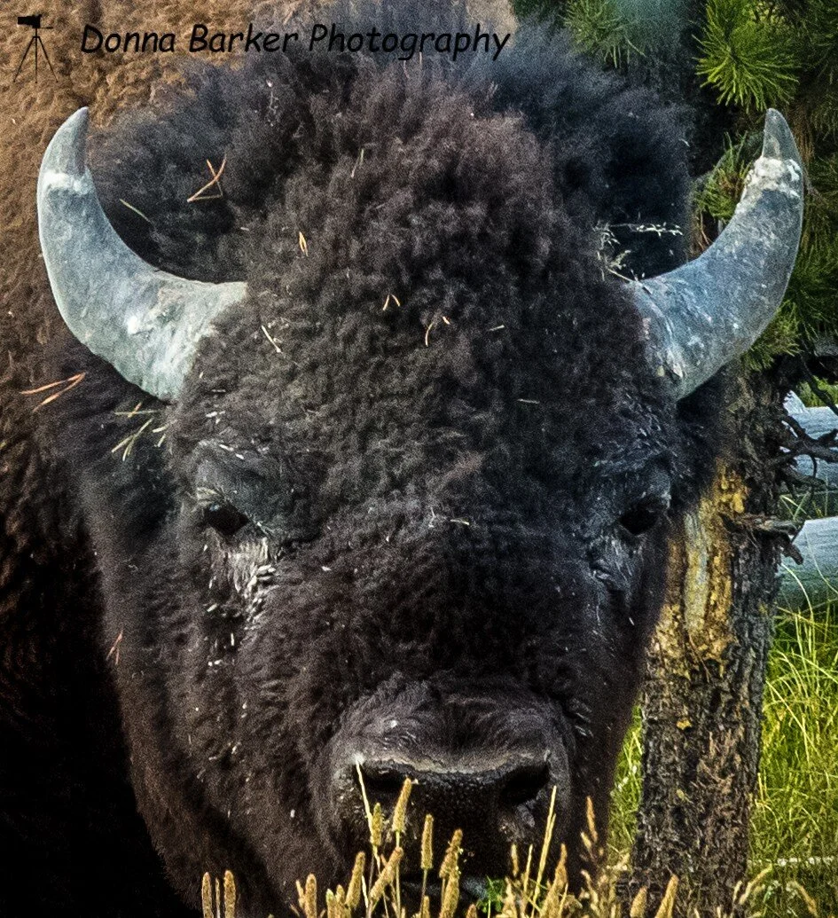 Animals — djphotos