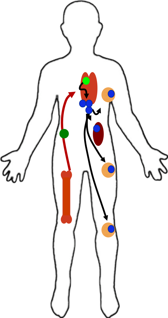 Thymocyte differentiation — Ehrlich Lab