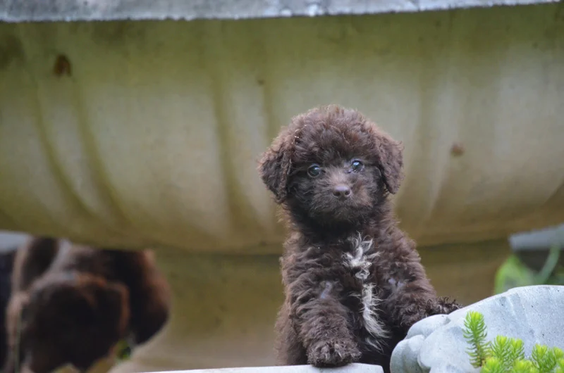 Chocolate Labradoodle Puppies