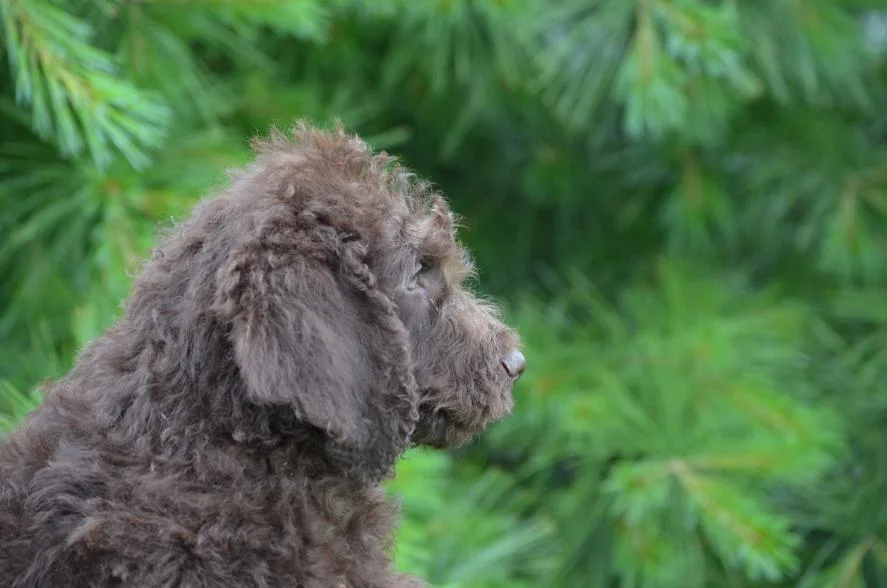 Chocolate Labradoodle Puppies