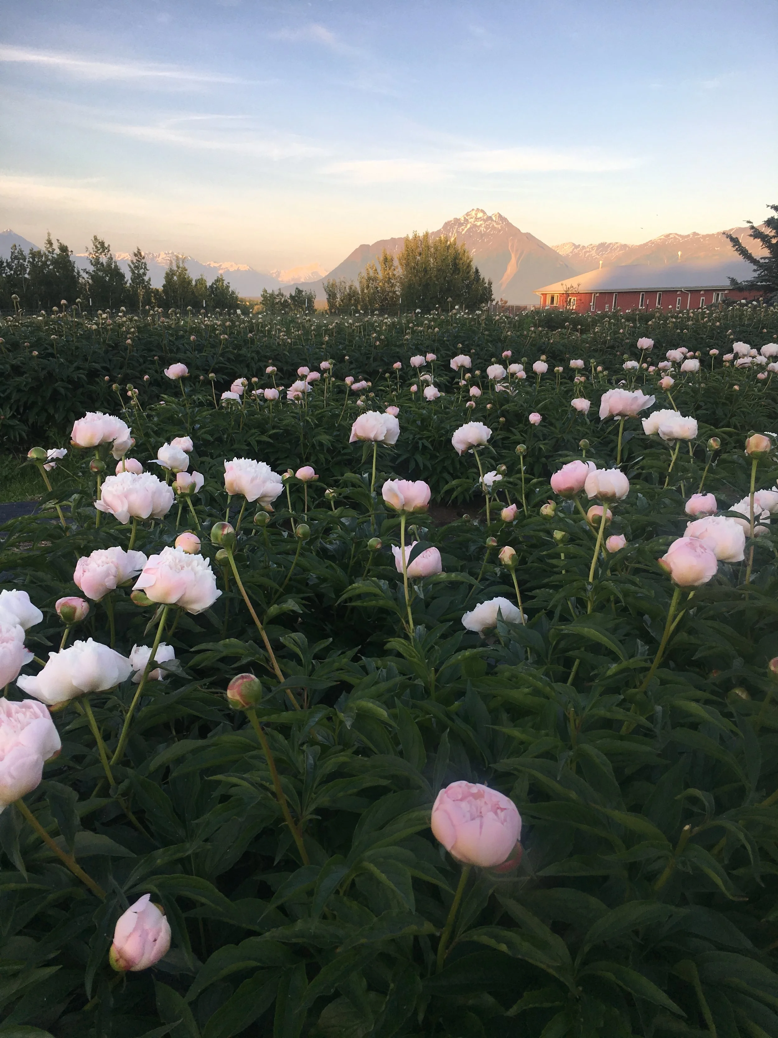 Peony farmers face unpredictability amidst record-breaking season ...
