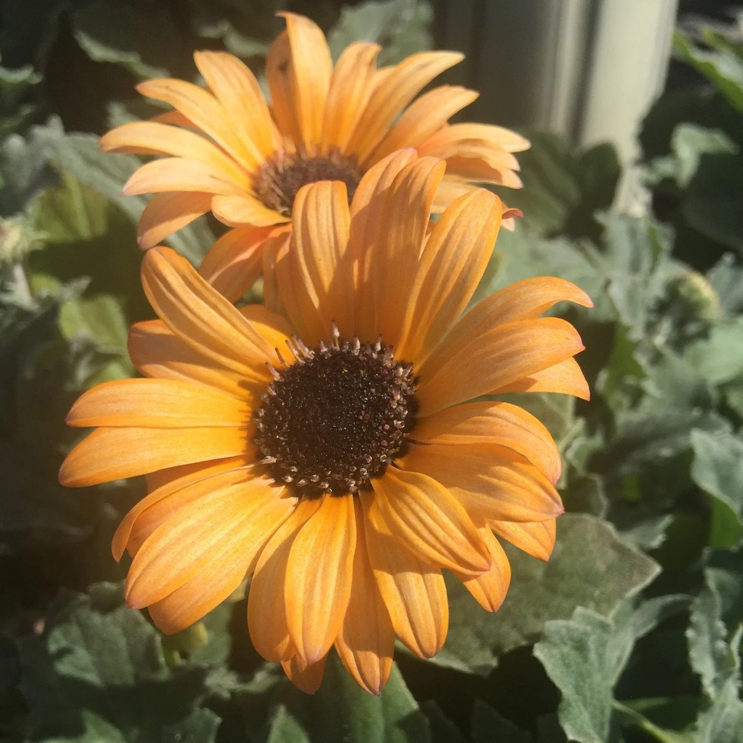 Dazzling African Daisies — East Bay Nursery