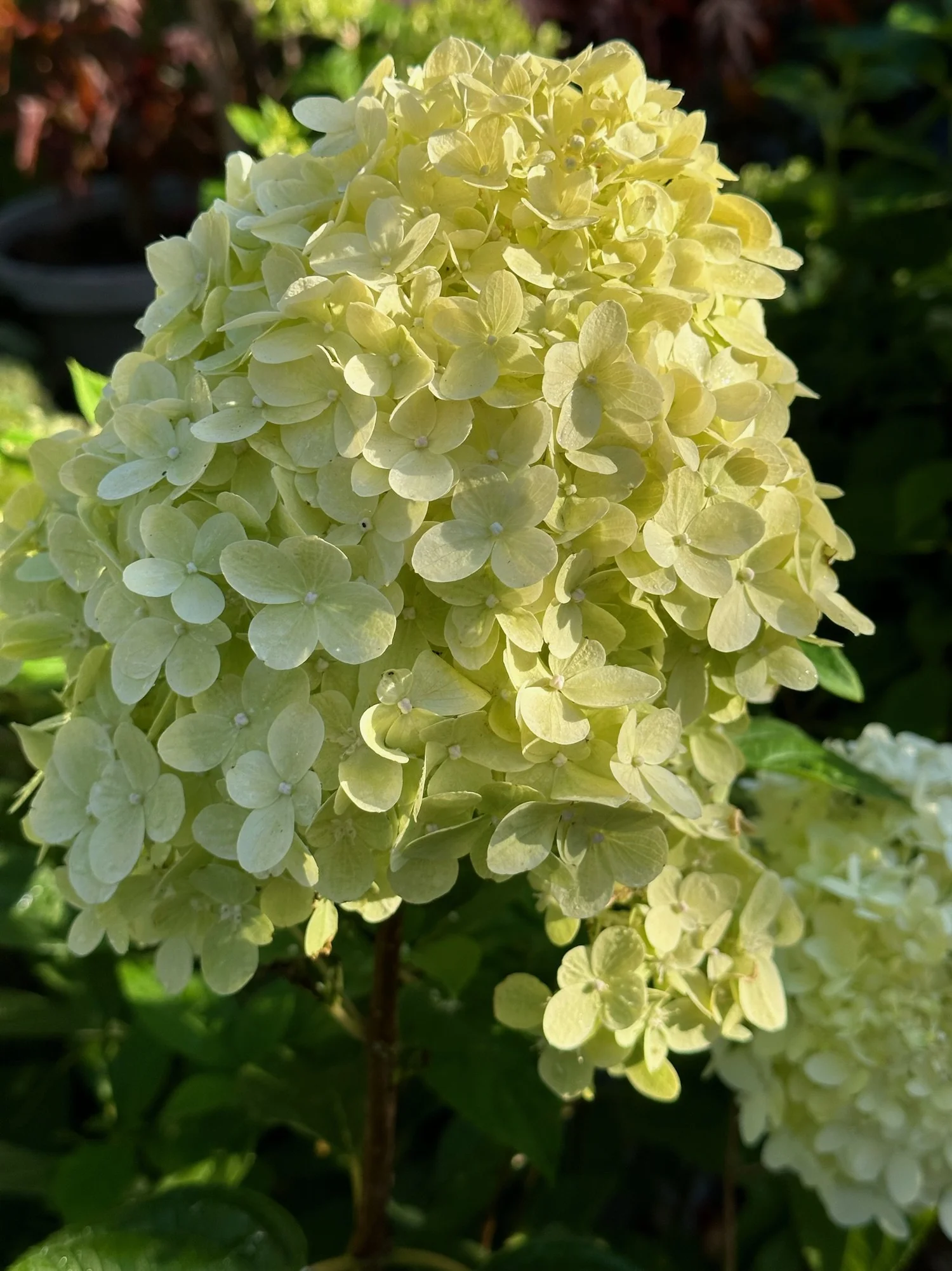 Hydrangea paniculata — East Bay Nursery