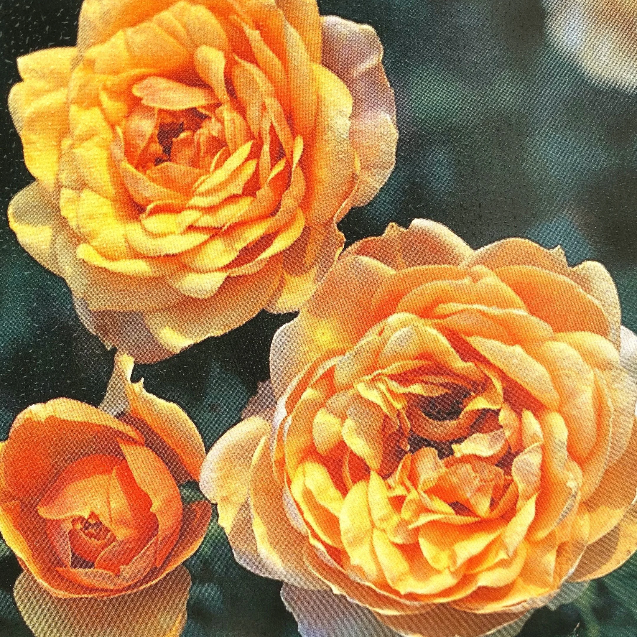 Roses — East Bay Nursery