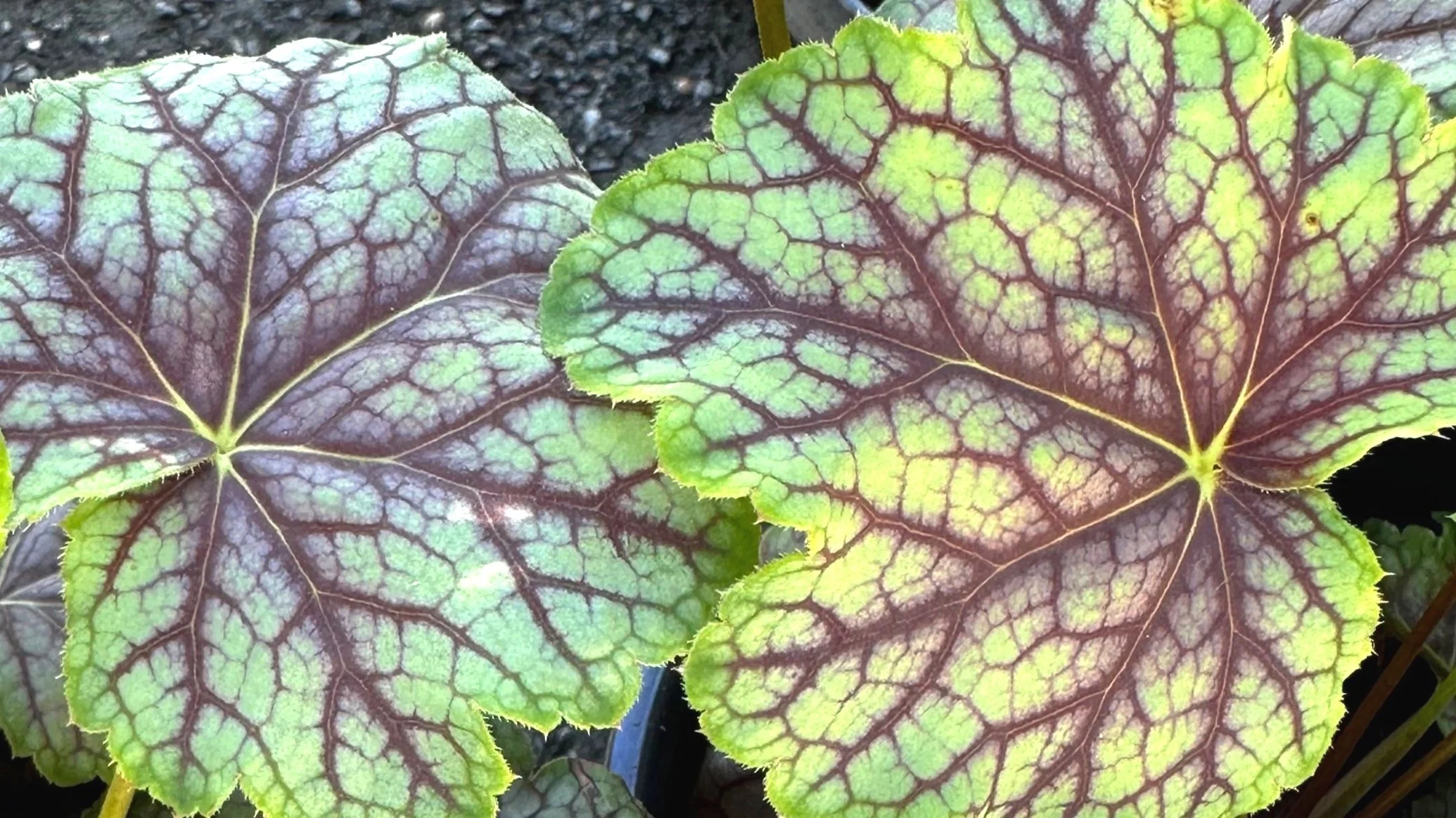 Coral Bells Green