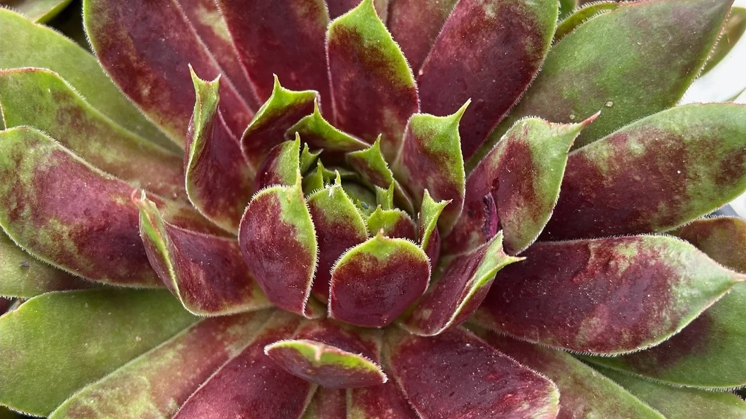 Sempervivum Silverine